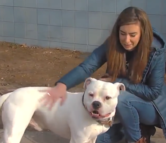 Dog found tied and abandoned to tree in the cold with note and all of ...