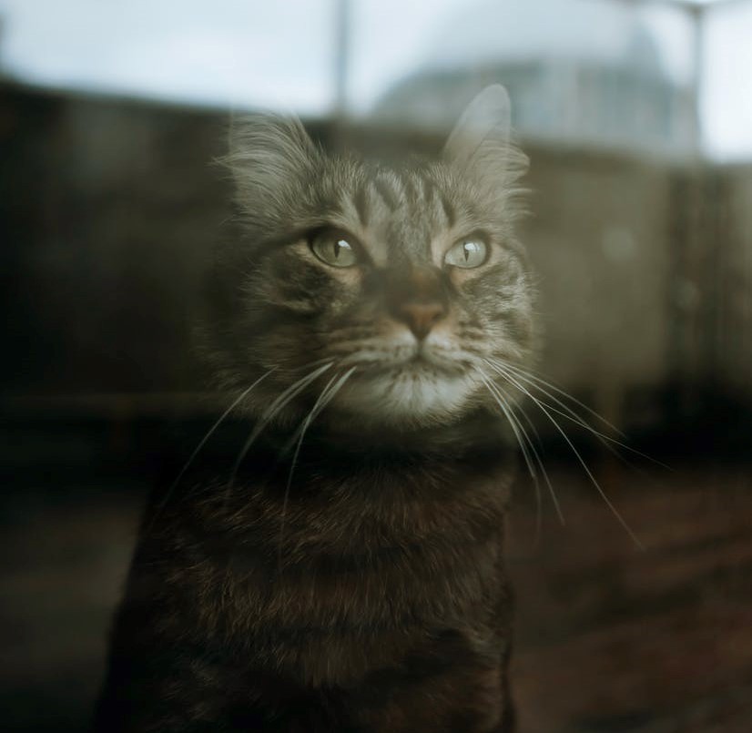 Man lifts up his chicken and finds she’s keeping three little animals warm