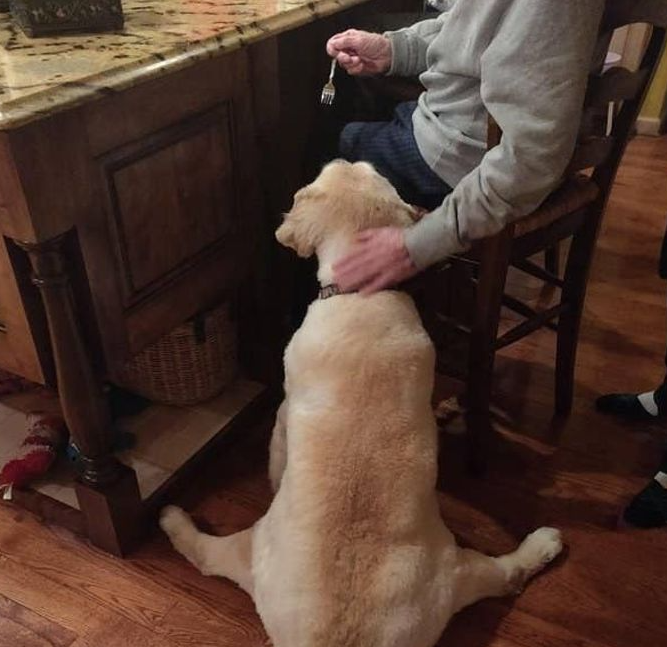 35 photos that prove life with animals can never be boring