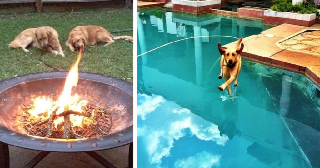 40 perfectly timed photos of animals