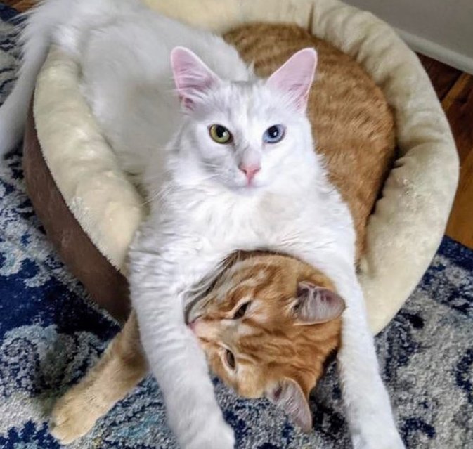 35 photos that prove life with animals can never be boring