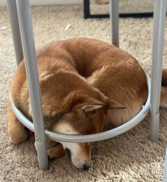 35 photos that prove life with animals can never be boring