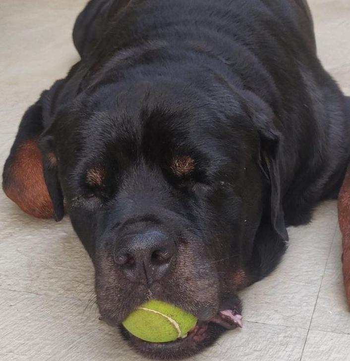 35 photos that prove life with animals can never be boring