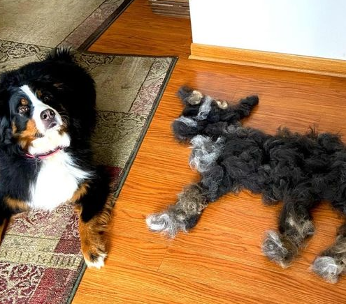 35 photos that prove life with animals can never be boring