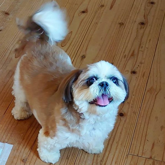 10 sweet dog breeds that stay small forever and don't shed