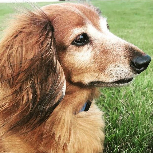 10 sweet dog breeds that stay small forever and don't shed