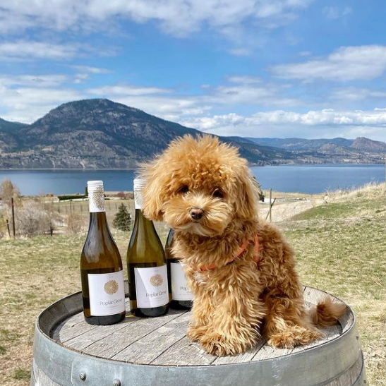 10 sweet dog breeds that stay small forever and don't shed