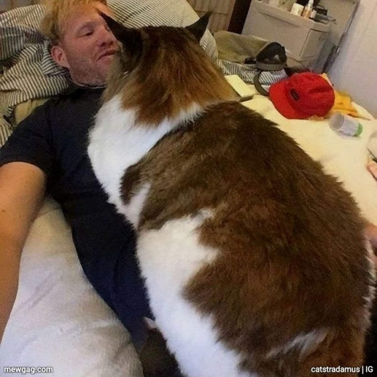 35 Cats Who Don’t Realize How Big They Are