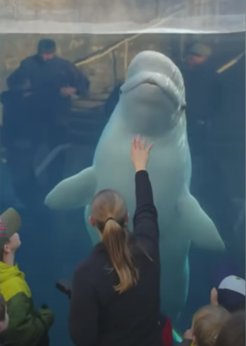 Beluga whale can't get enough of watching little boy's tricks