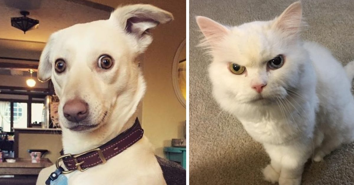 55 Animals and their ludicrous expressions that could earn them an Oscar