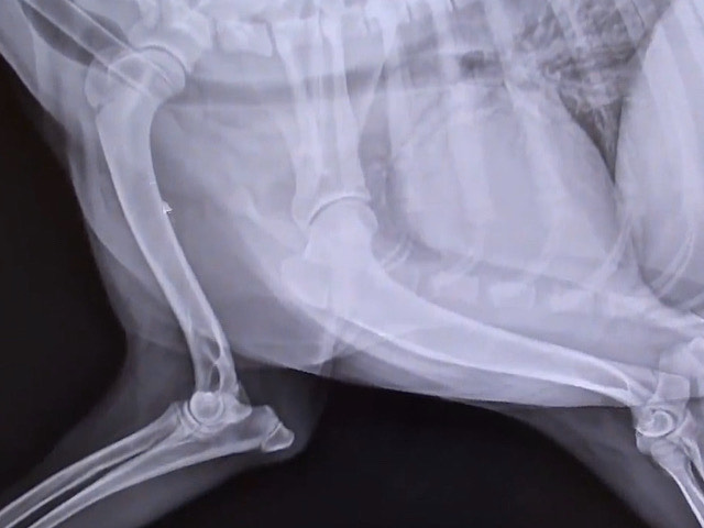 Dog minutes from being put down hugs rescuer to save his life