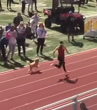 Dog hilariously crashes track meet and becomes unofficial winner of the ...