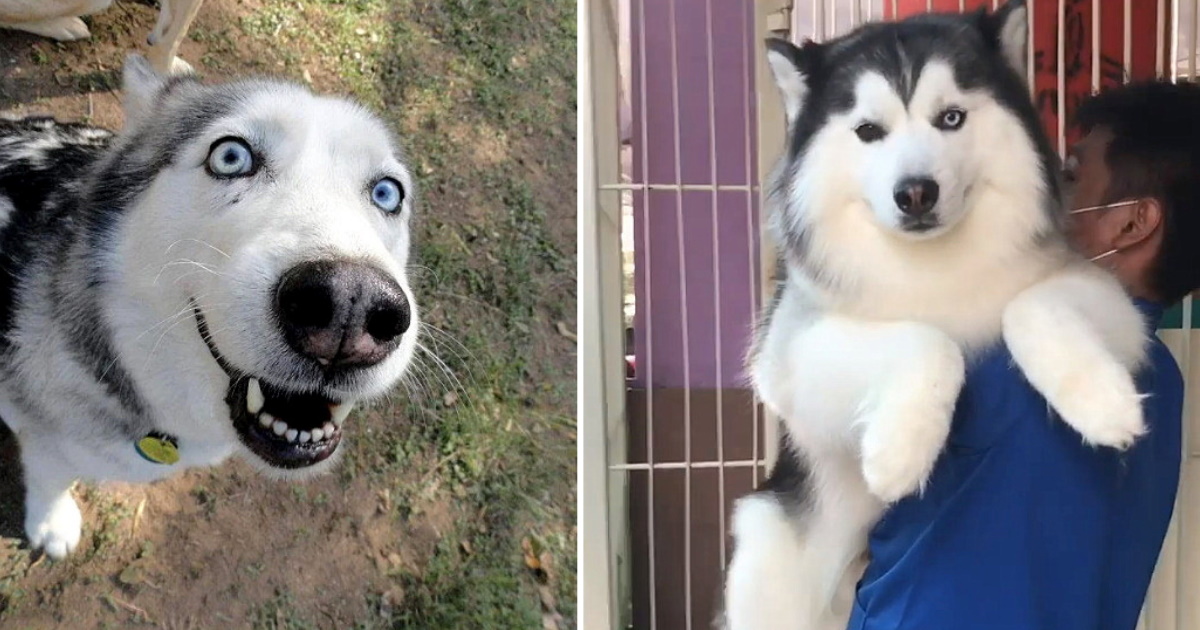 35 Reasons People Fall In Love With Huskies Over And Over Again