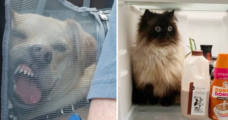 35 photos that prove life with animals can never be boring