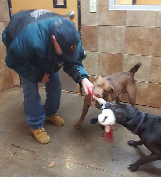 Veteran loses his beloved dogs after heart attack and pleads for them ...