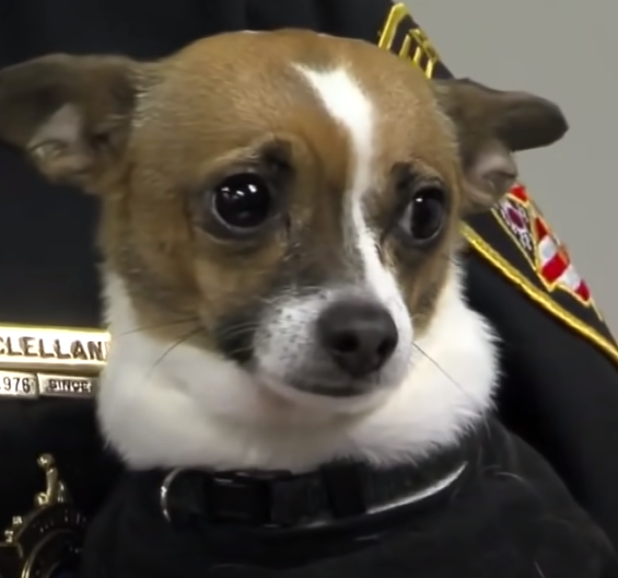 World’s Smallest Police Dog Passes From A Broken Heart