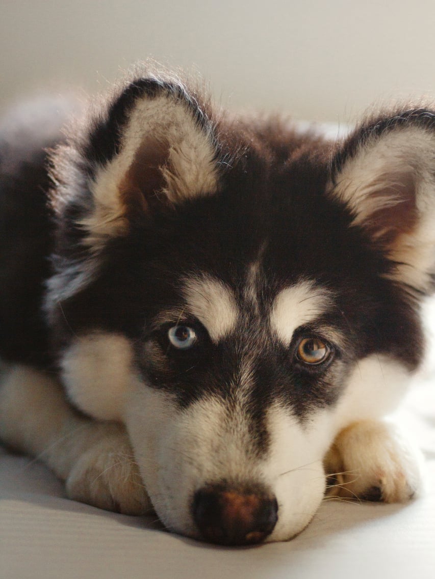 Husky and baby mimic each other in adorable “sing-off”