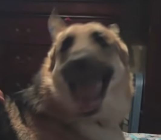 Family adopt rescue dog that thanks them by jumping between little girl ...