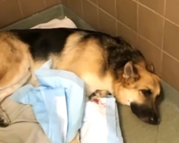 Family adopt rescue dog that thanks them by jumping between little girl ...