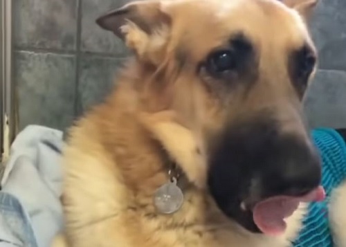 Family adopt rescue dog that thanks them by jumping between little girl ...