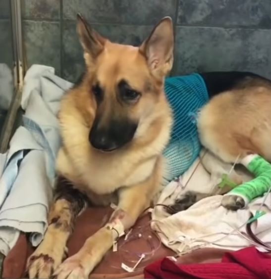 Family adopt rescue dog that thanks them by jumping between little girl ...