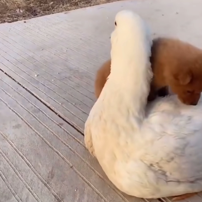 Adorable puppy absolutely loves his duck buddy and we could watch them ...