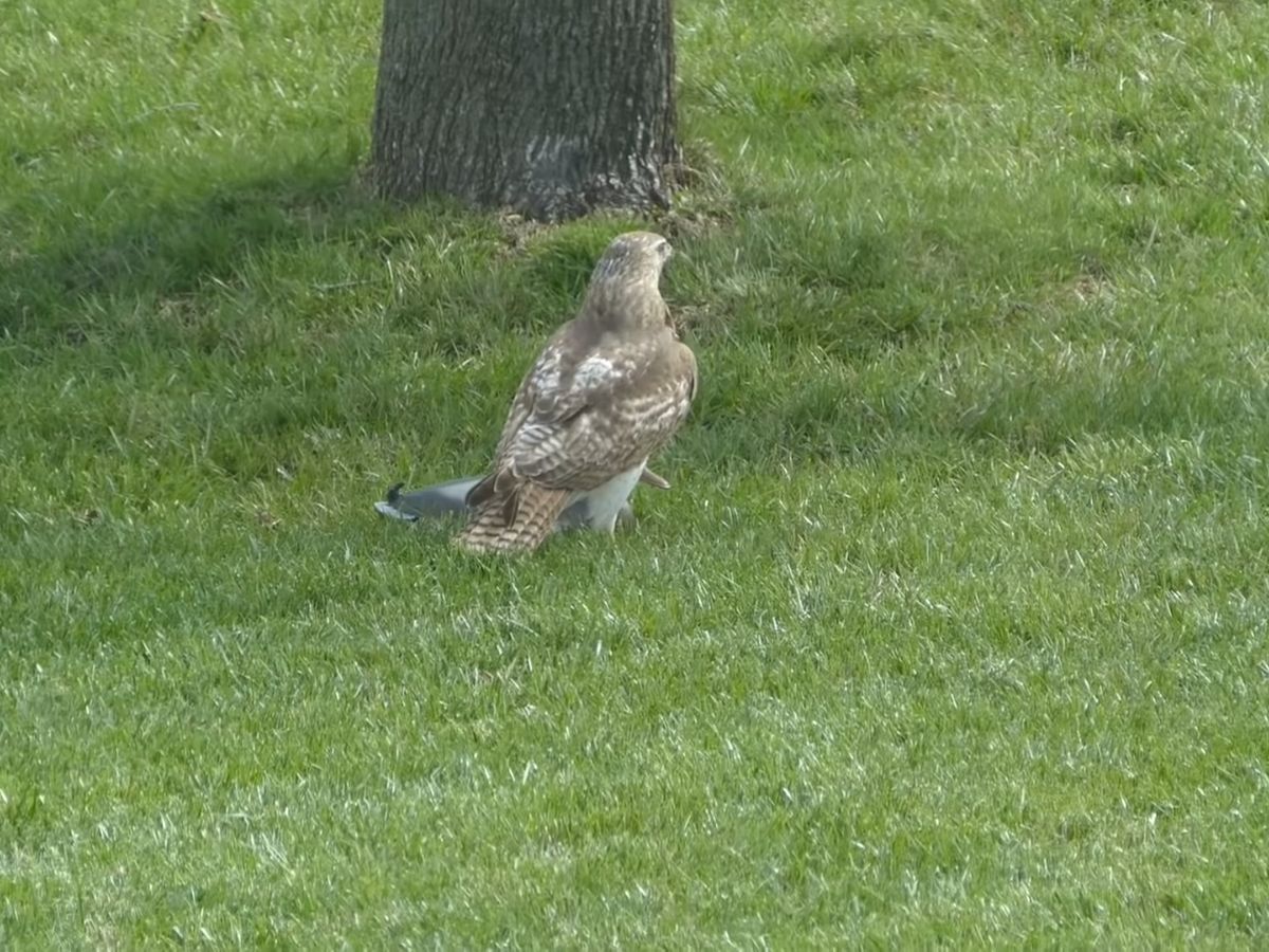 Befuddled hawk just can’t seem to understand why “duck” isn’t scared of him