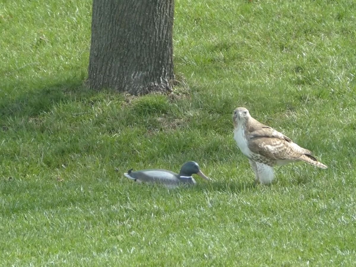 Befuddled hawk just can’t seem to understand why “duck” isn’t scared of him