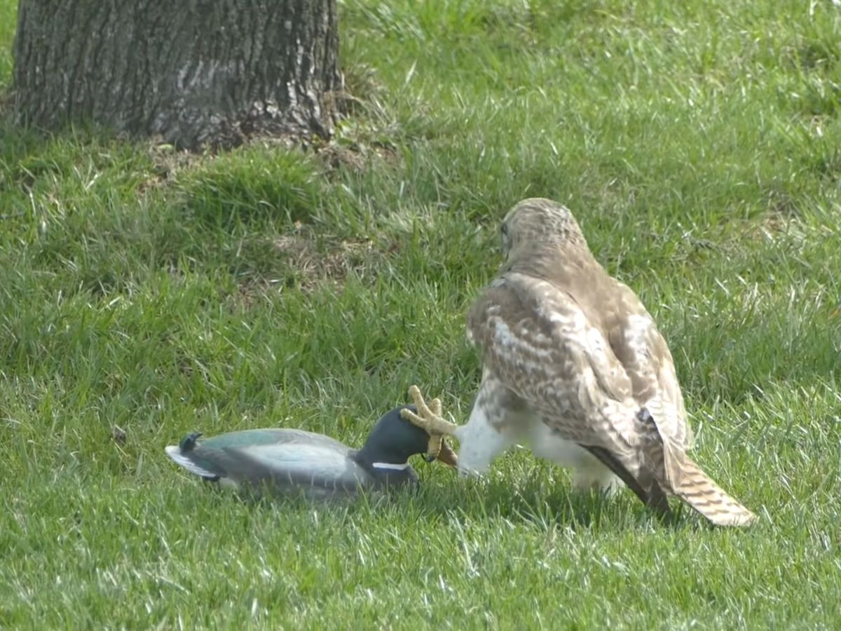 Befuddled hawk just can’t seem to understand why “duck” isn’t scared of him