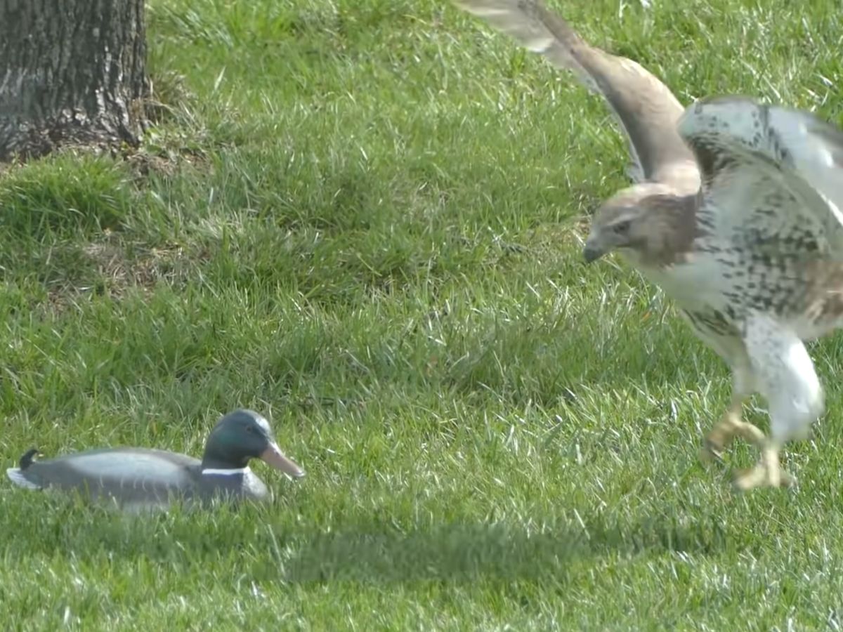 Befuddled hawk just can’t seem to understand why “duck” isn’t scared of him