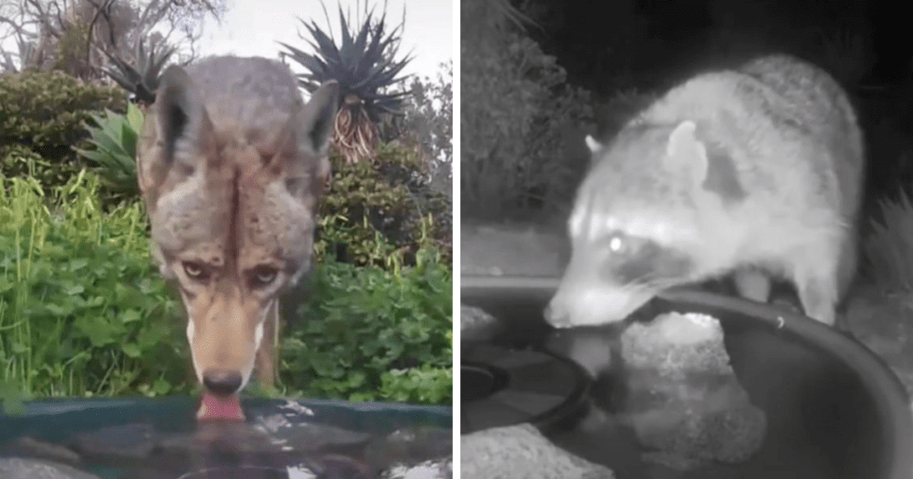 Hidden camera captures seemingly countless animals sharing a backyard ...