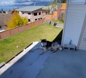 Siberian husky “drama queen” lets owner have it when he realizes he can ...