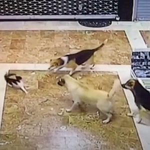 Mama cat proves power of mother’s love against three big dogs