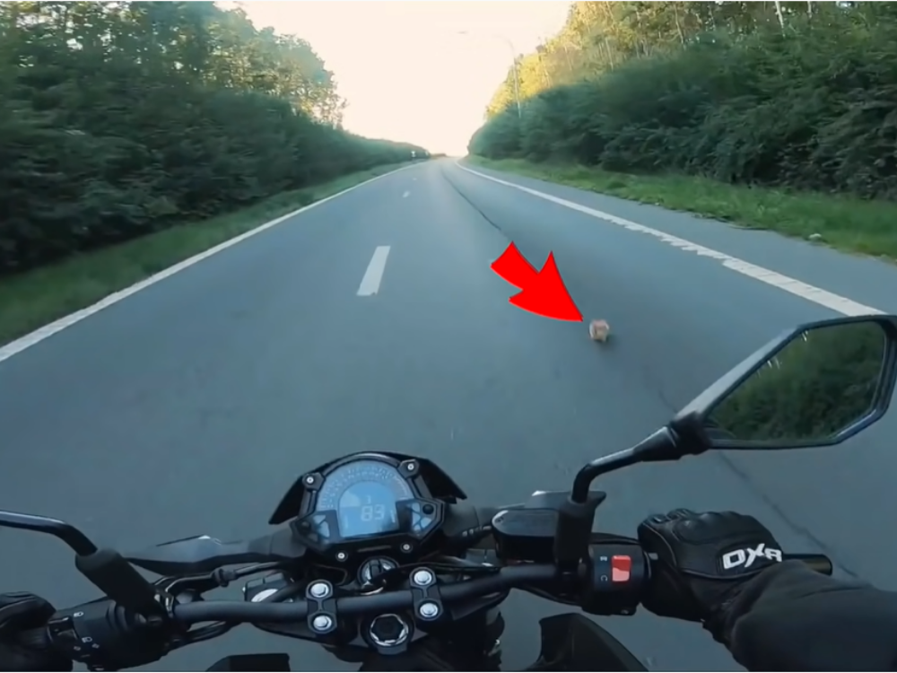 Biker spots tiny critter in the middle of highway and swoops it up ...