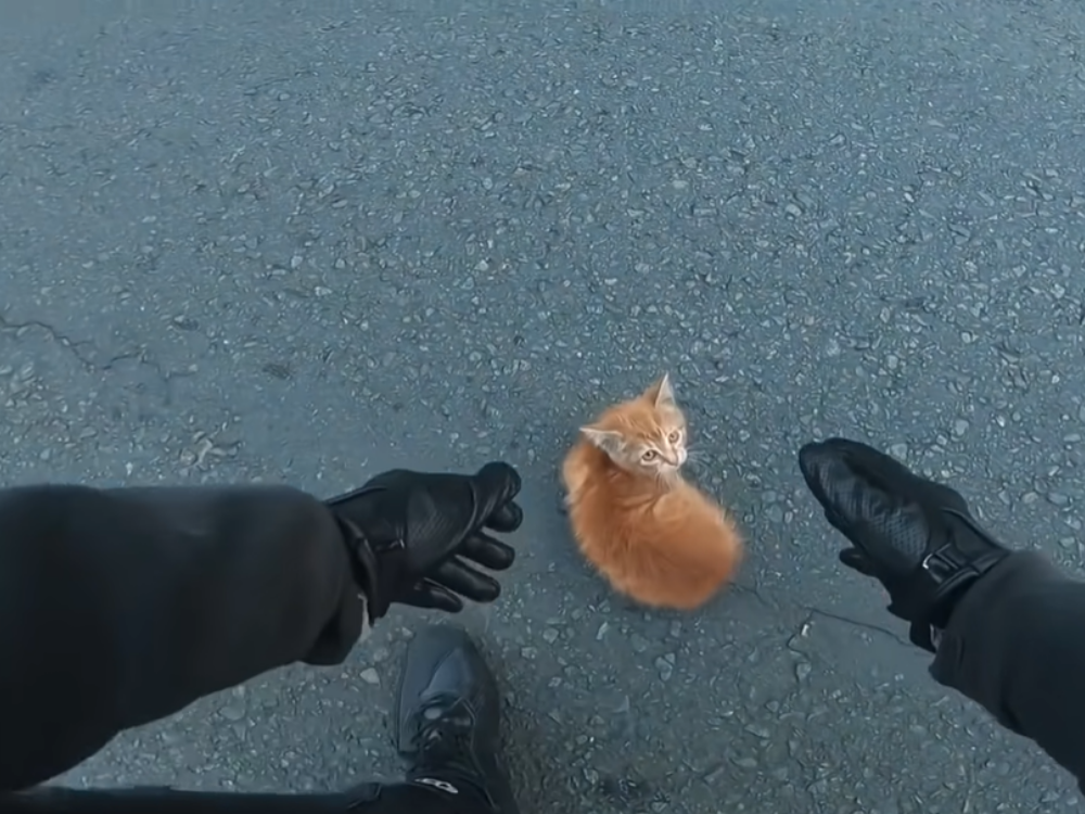 Biker spots tiny critter in the middle of highway and swoops it up ...