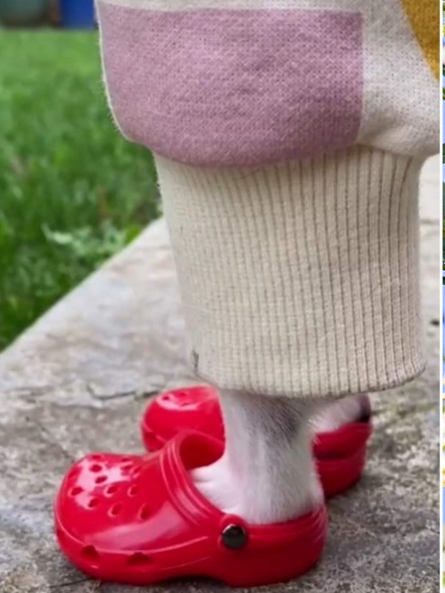 They’re now making ‘dog Crocs’ for your dog’s feet and they’re adorable
