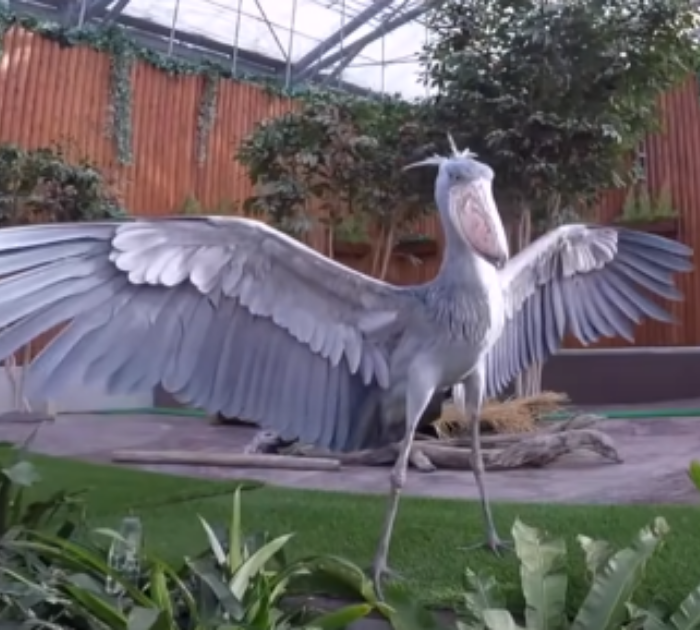 Huge human-like bird and caretaker are the best of friends