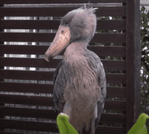 Huge human-like bird and caretaker are the best of friends