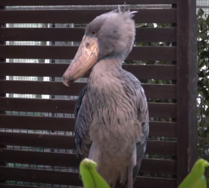 Huge human-like bird and caretaker are the best of friends