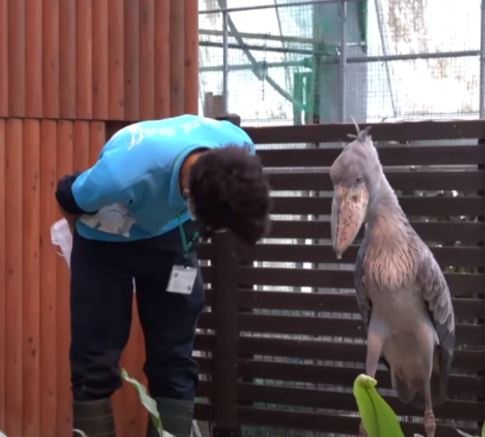 Huge human-like bird and caretaker are the best of friends