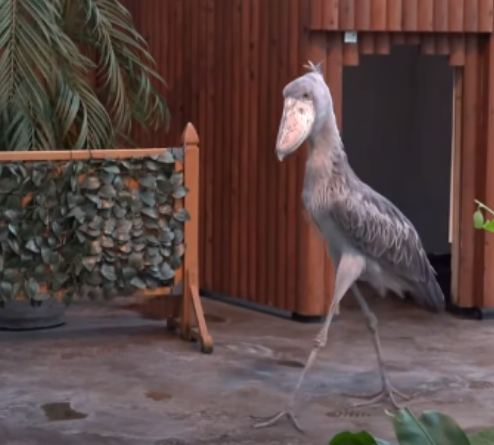 Huge human-like bird and caretaker are the best of friends