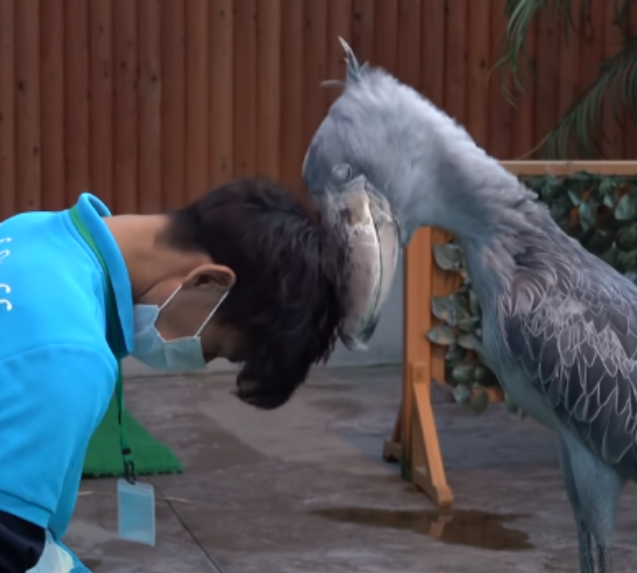 Huge human-like bird and caretaker are the best of friends