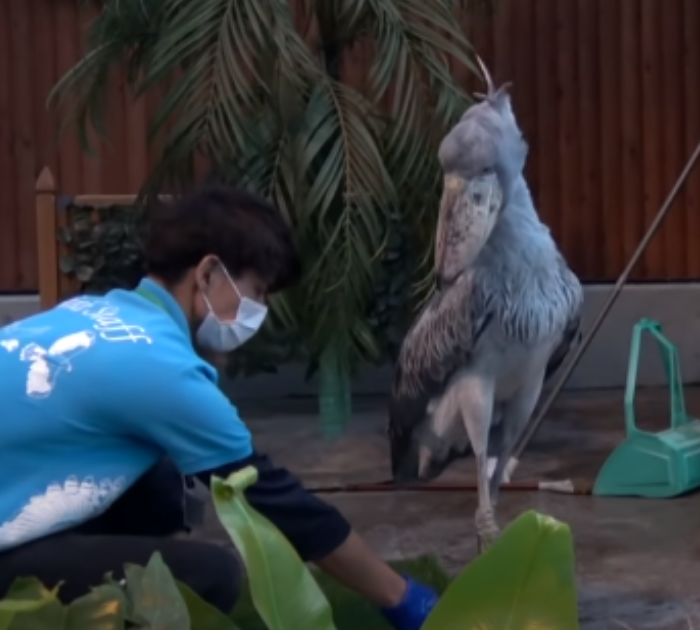 Huge human-like bird and caretaker are the best of friends