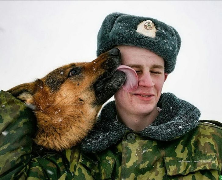 50 photos that prove German Shepherds are the most expressive and ...