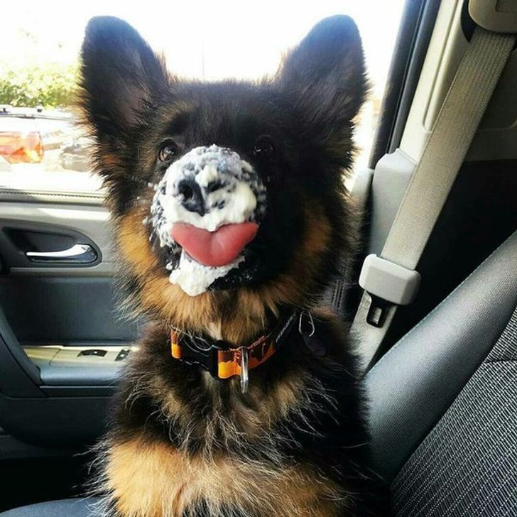 50 photos that prove German Shepherds are the most expressive and ...