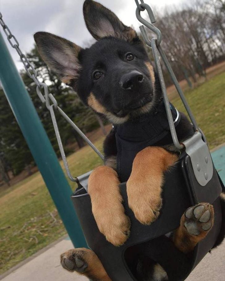 50 photos that prove German Shepherds are the most expressive and ...