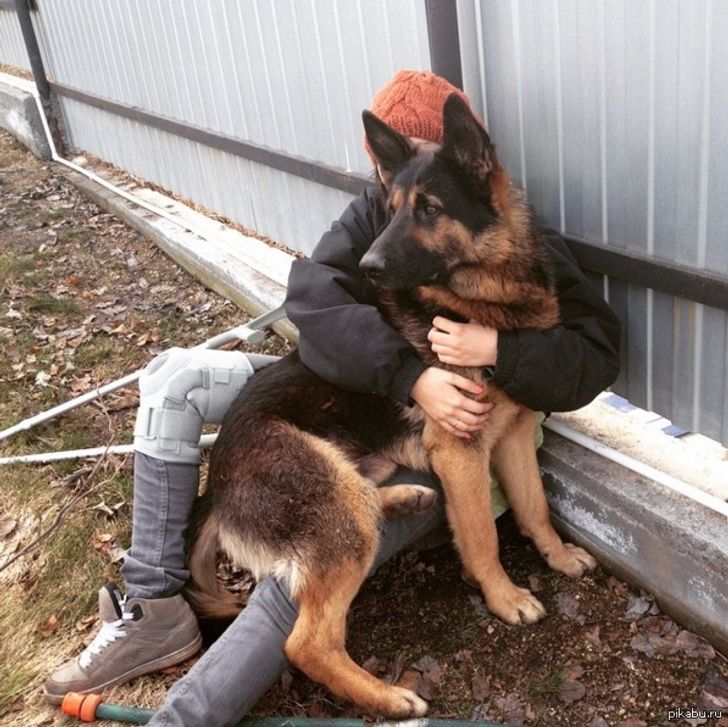 50 photos that prove German Shepherds are the most expressive and ...