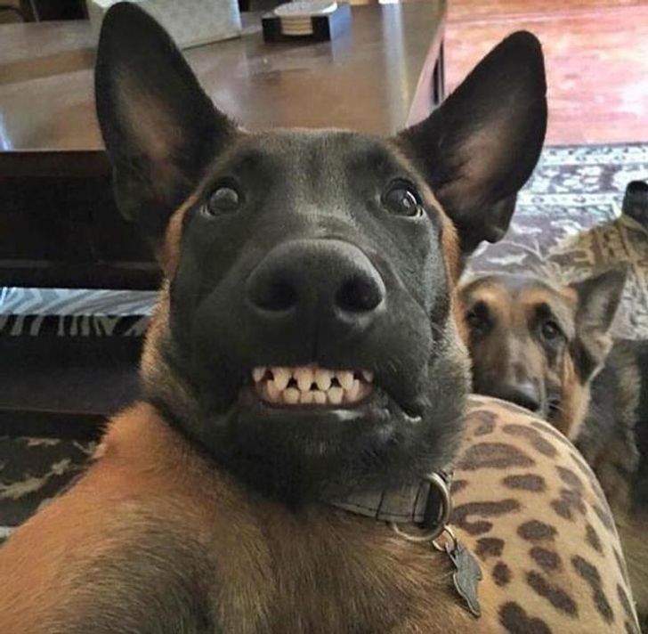 50 photos that prove German Shepherds are the most expressive and ...