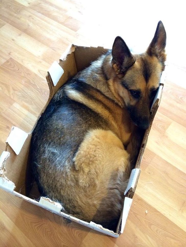 50 photos that prove German Shepherds are the most expressive and ...
