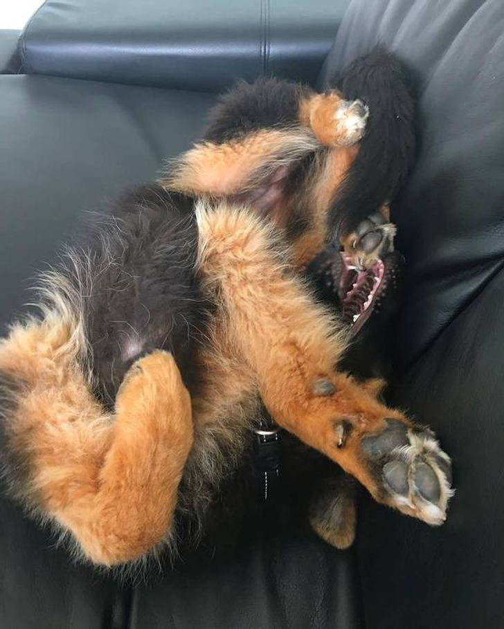 50 photos that prove German Shepherds are the most expressive and ...